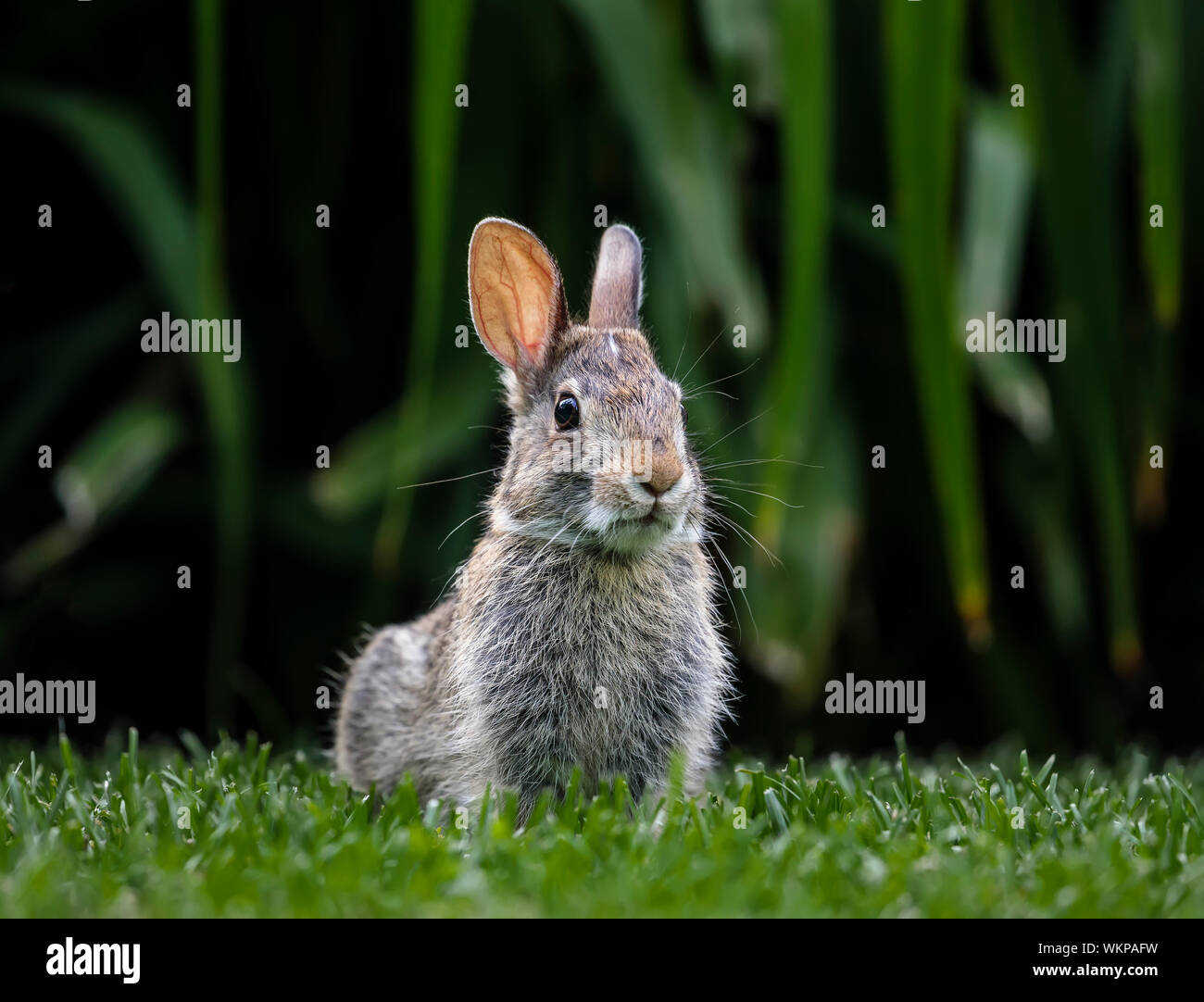 Eastern Cottontail Rabbit, (Sylvilagus floridanus) Manitoba, Canada ...
