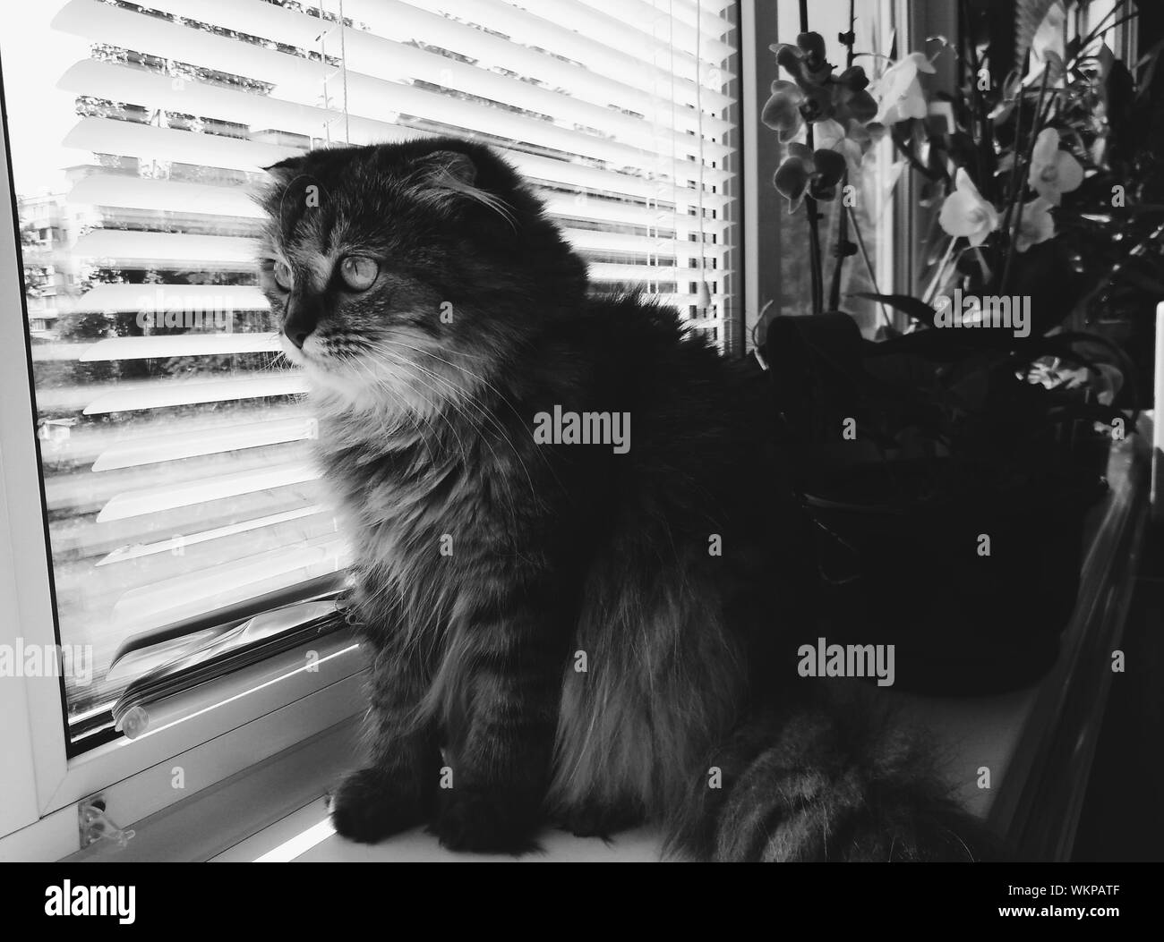 Cat watching through the window Black and White Stock Photos & Images ...