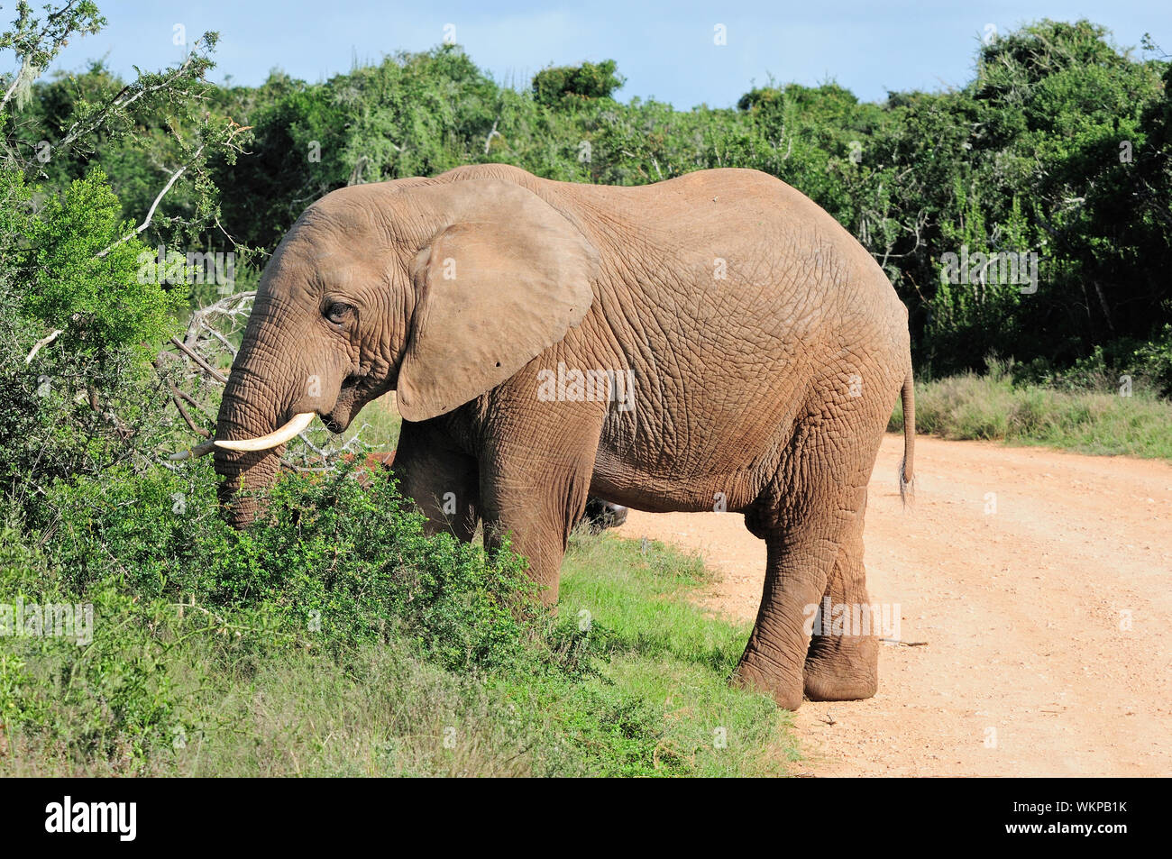 Elephant in the Addo Elephant National Park, South Africa Stock Photo ...