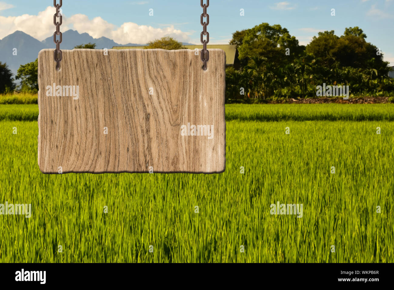 Blank wooden sign on field of paddy rice farm. Concept of rural ...