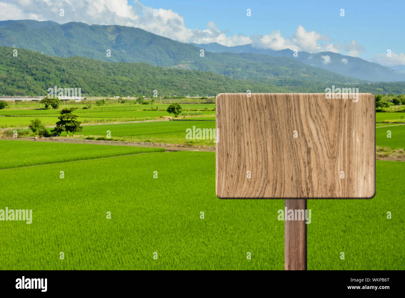 Blank wooden sign on field of paddy rice farm. Concept of rural ...