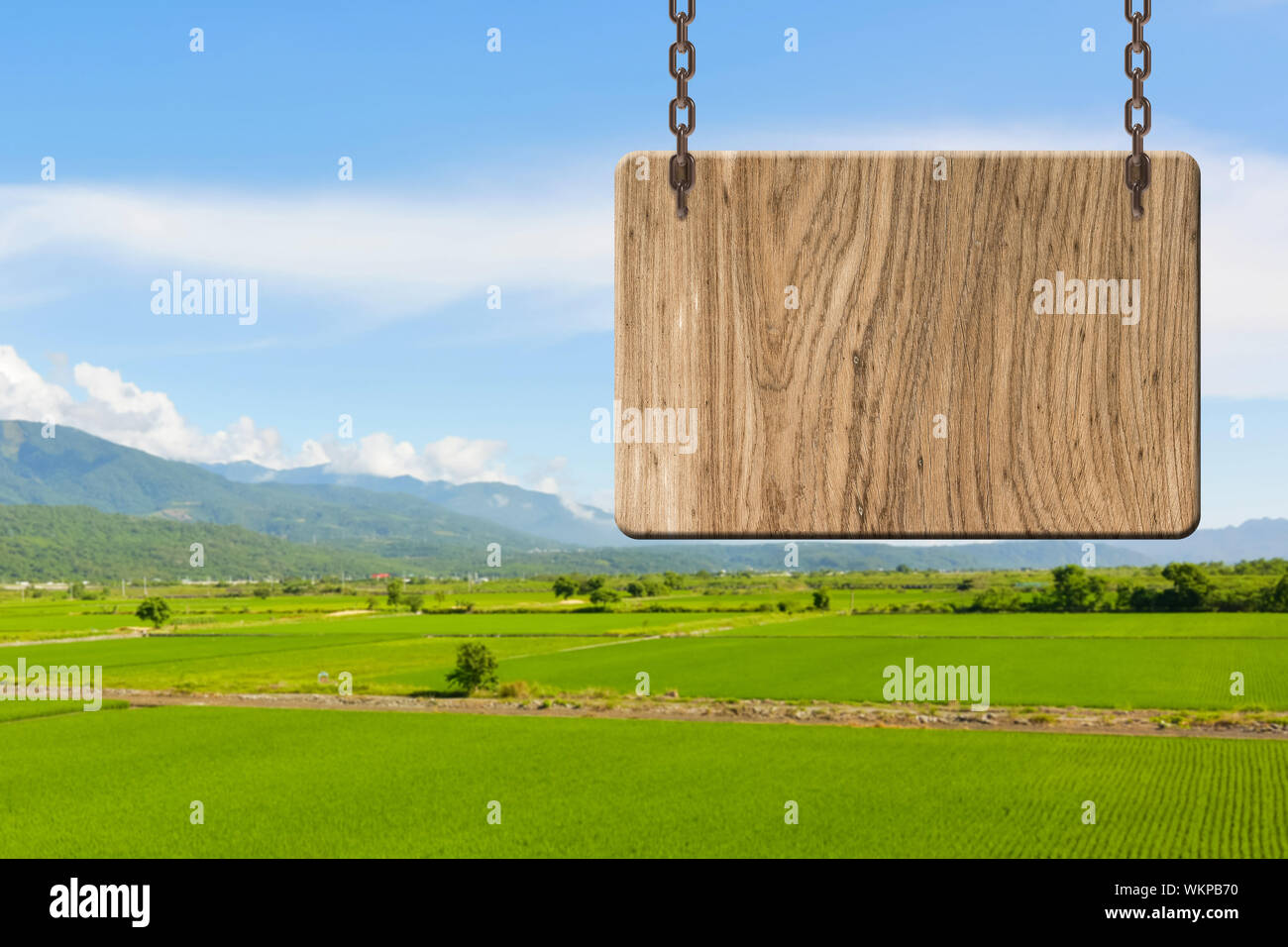Blank wooden sign on field of paddy rice farm. Concept of rural ...
