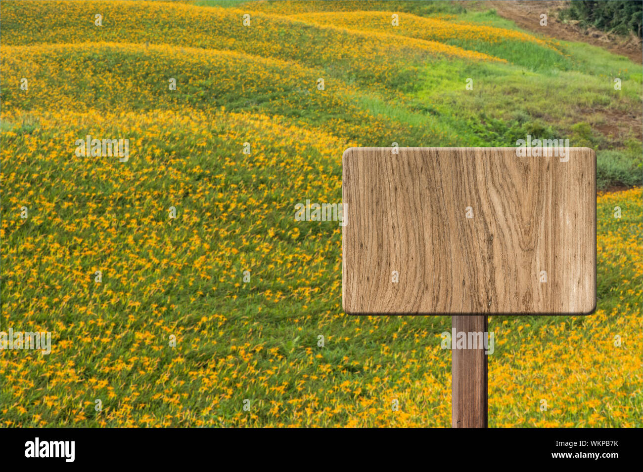 Blank wooden sign on field of farm. Concept of rural, idyllic ...