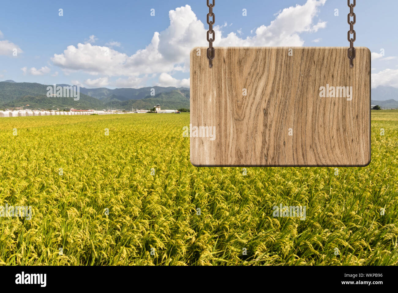 Blank wooden sign on field of paddy farm. Concept of rural, idyllic ...