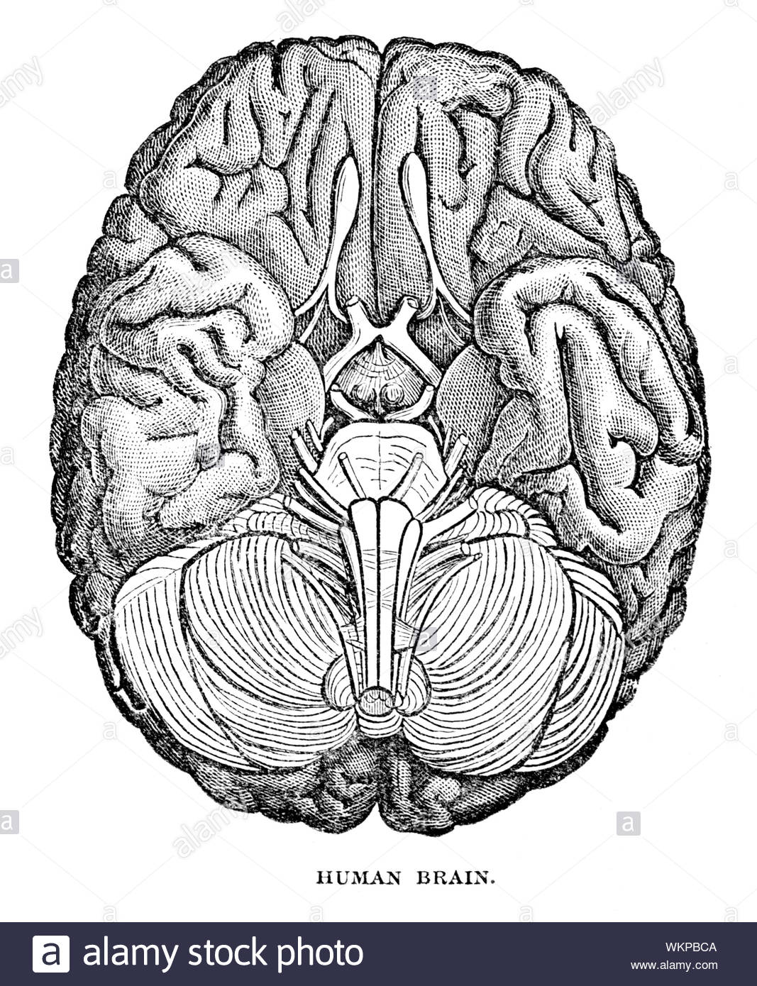 Vintage drawing brain Cut Out Stock Images & Pictures - Alamy