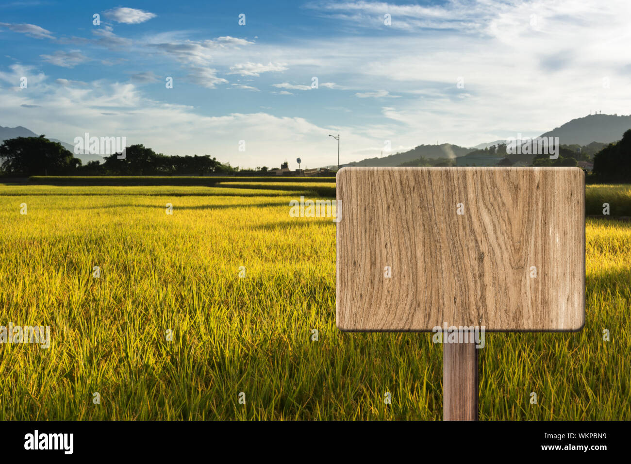 Blank wooden sign on field of paddy farm. Concept of rural, idyllic ...