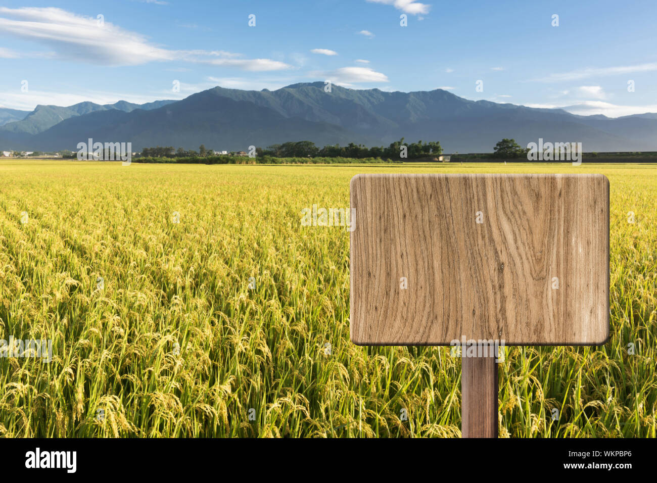 Blank wooden sign on field of paddy farm. Concept of rural, idyllic ...