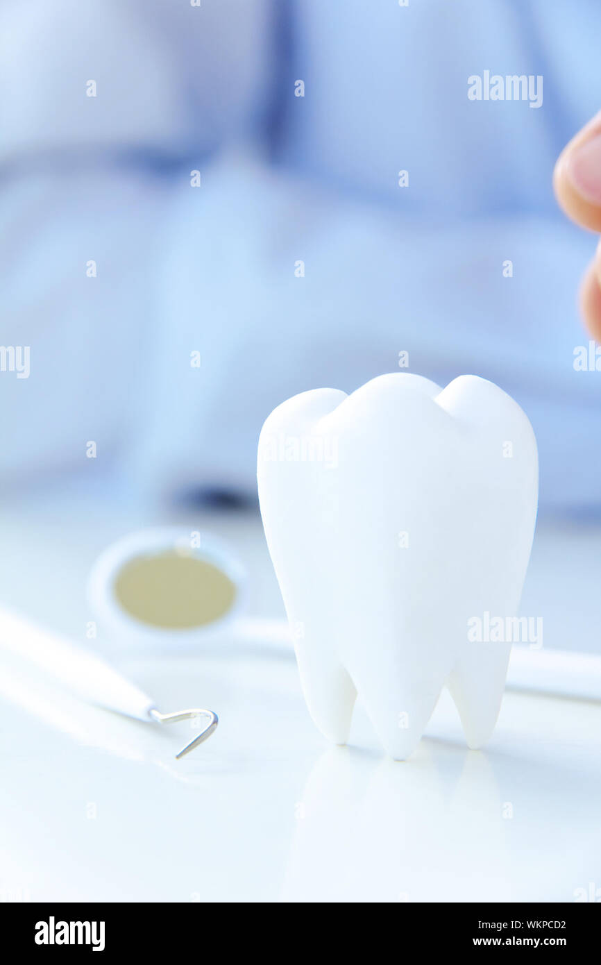 Human molar dental model hi-res stock photography and images - Alamy