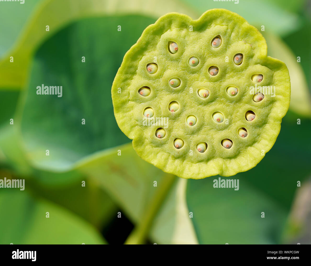 Wet lotus flowers hi-res stock photography and images - Alamy