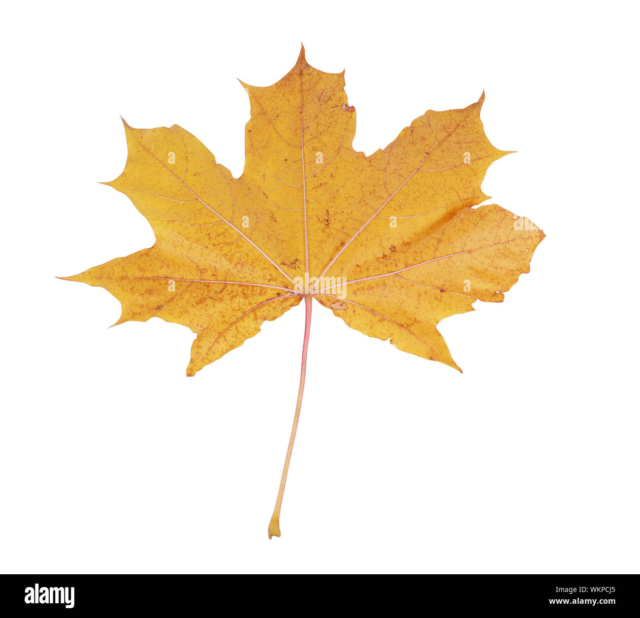 yellow maple leaf isolated on white background Stock Photo - Alamy