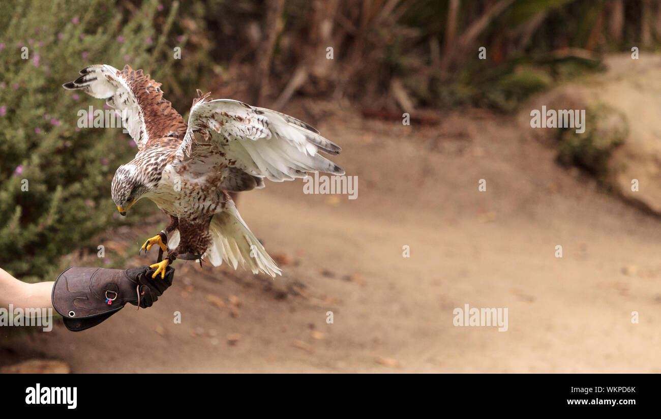 Person with hawk hi-res stock photography and images - Alamy