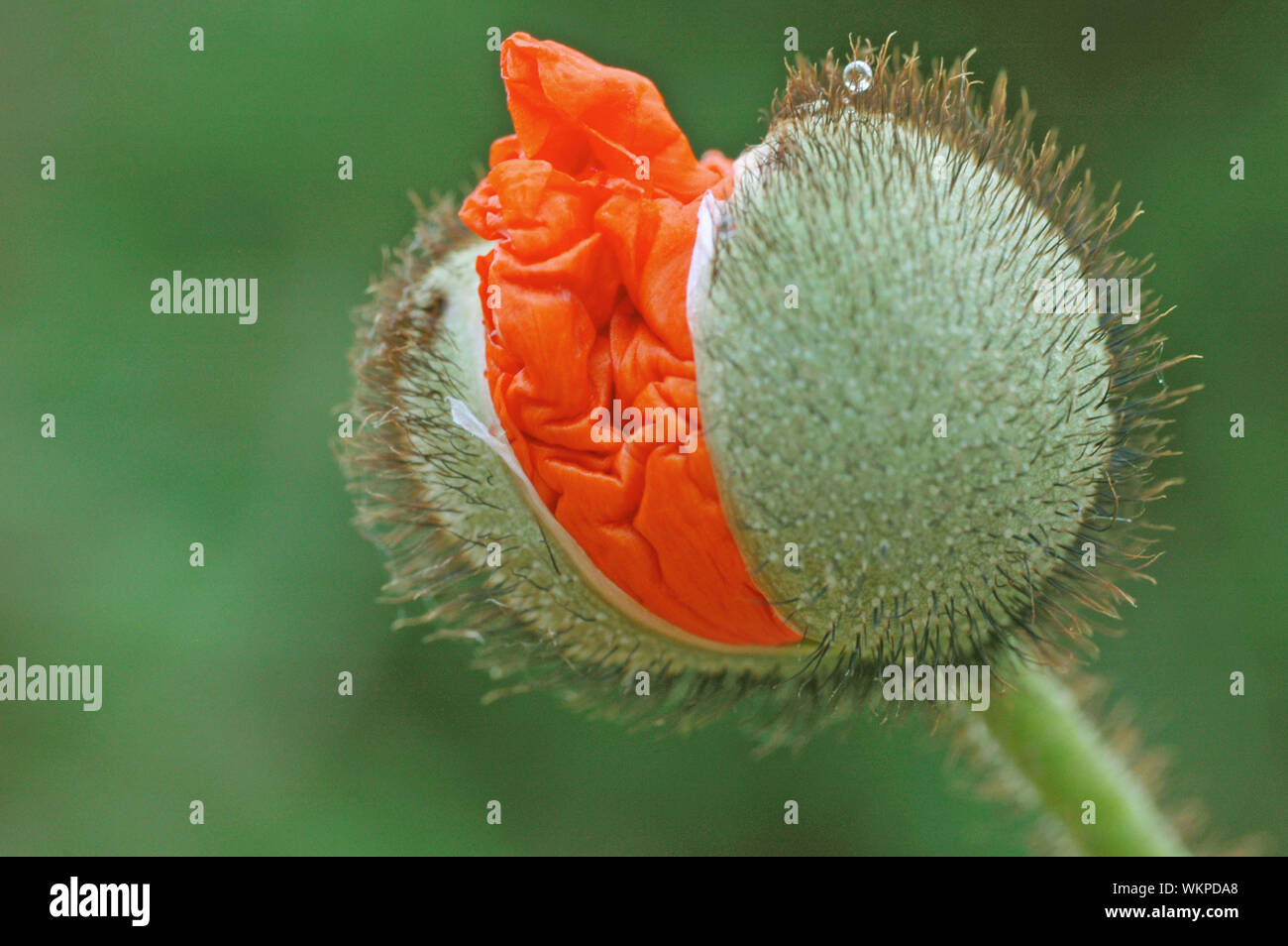 Cornpoppy hi-res stock photography and images - Alamy