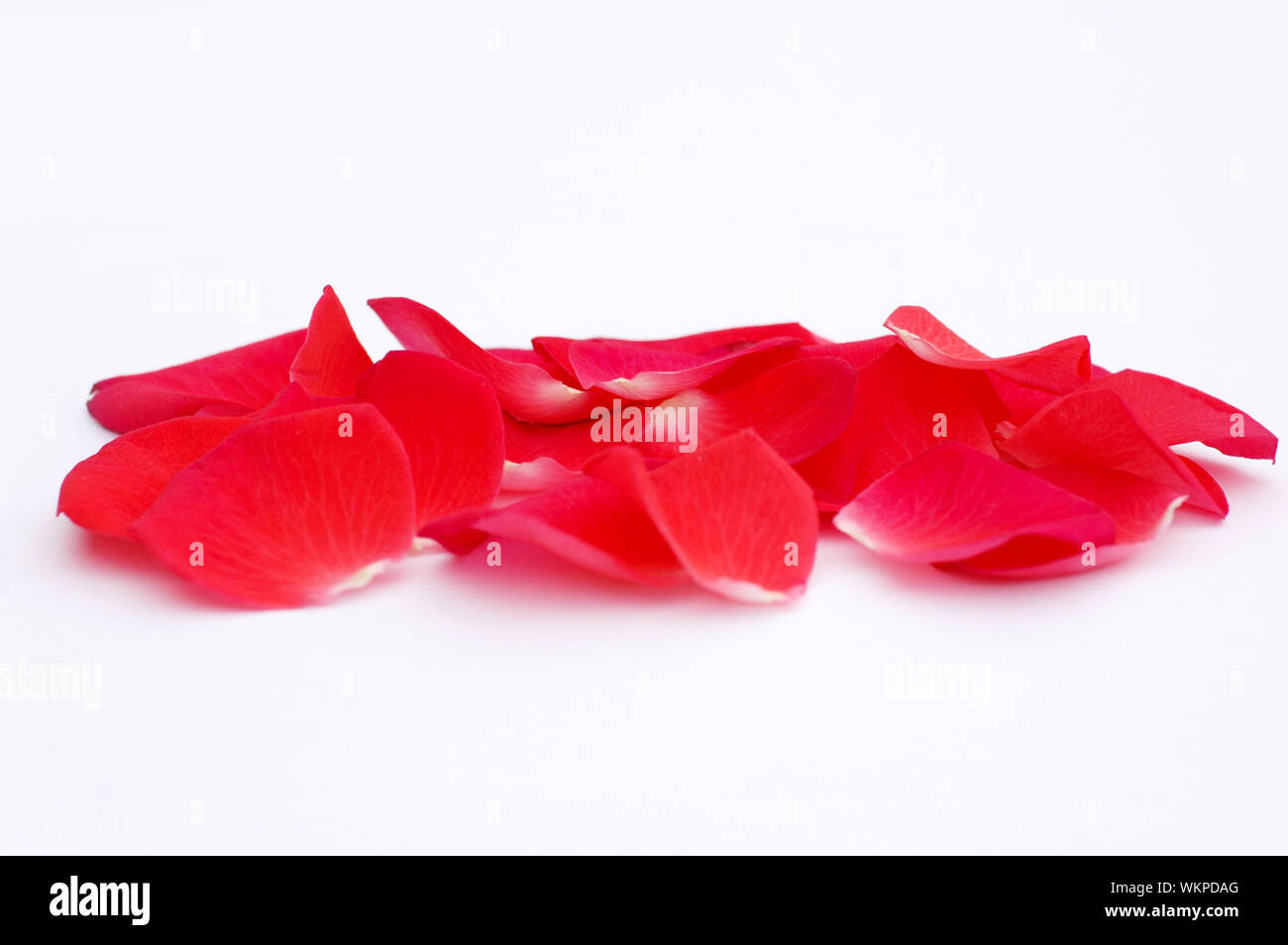 Some red rose petals Stock Photo - Alamy