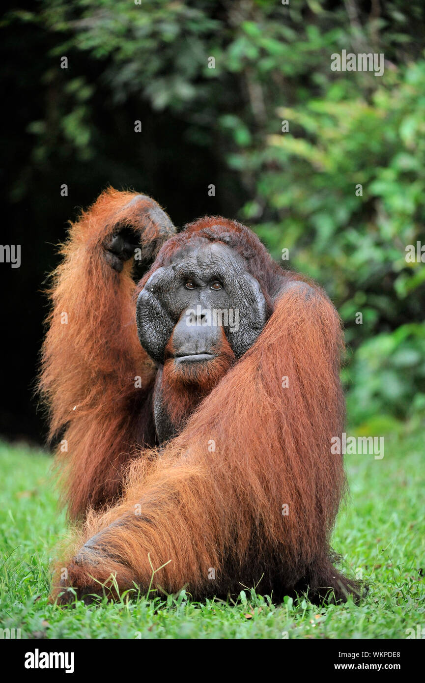 The adult male of the Orangutan. Portrait of the adult male of the ...