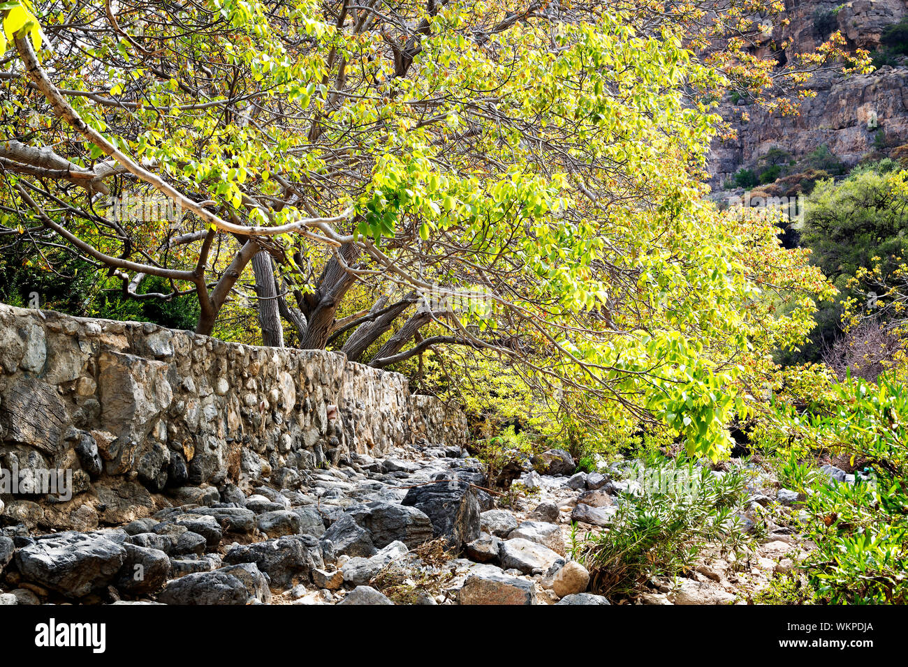 Image of riverbed Wadi Bani Habib in Oman Stock Photo - Alamy
