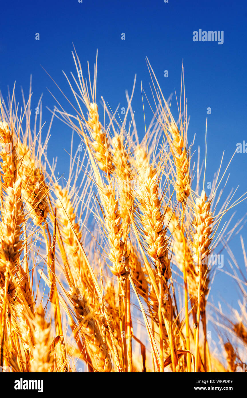 backdrop of ripening ears of yellow wheat field on the sunset cloudy ...