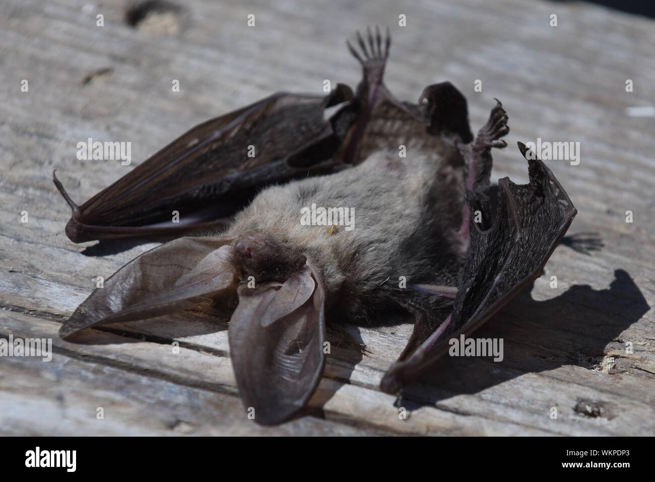 Dead bat hi-res stock photography and images - Alamy