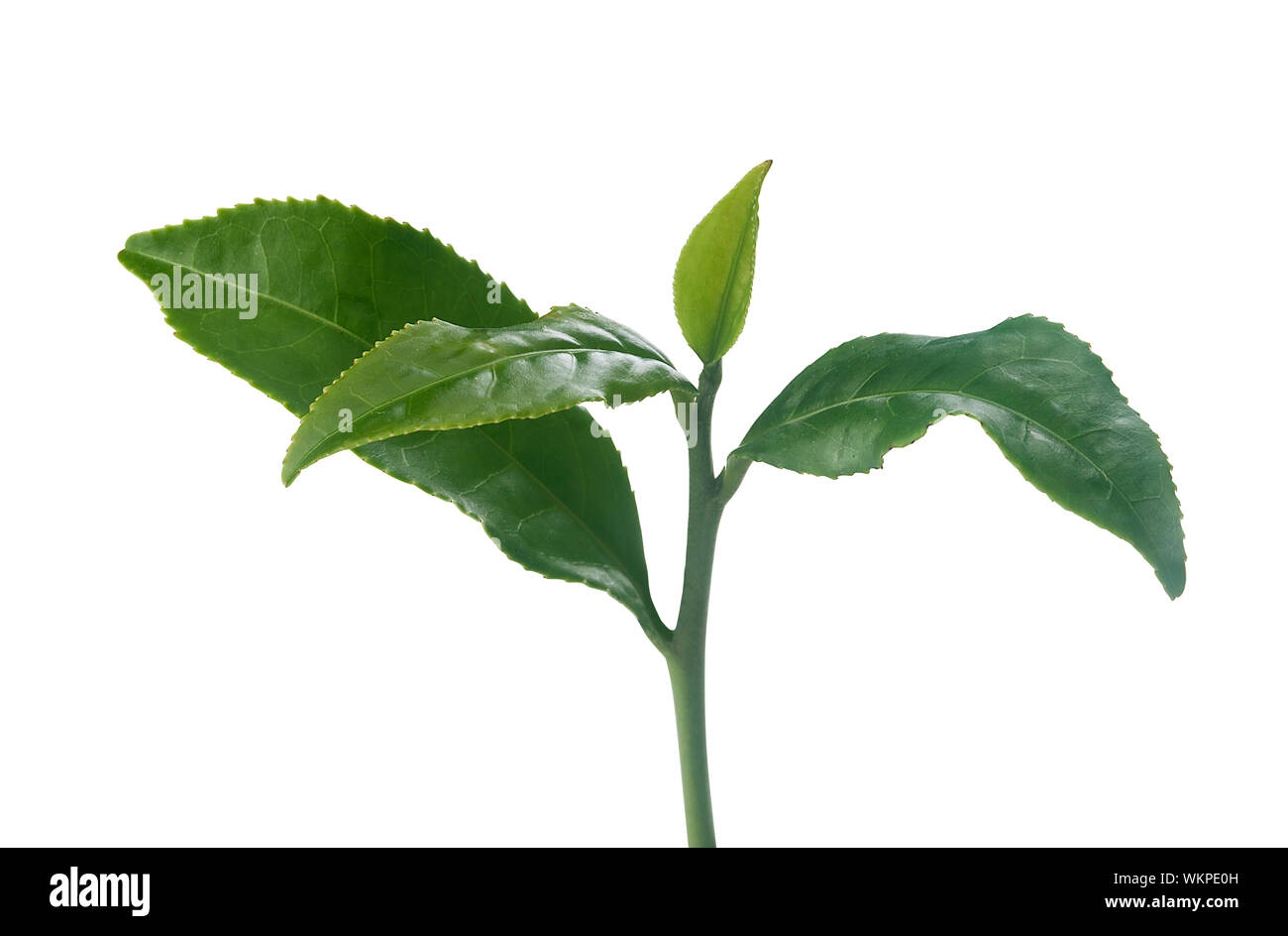 Tea plant leaf Cut Out Stock Images & Pictures - Alamy