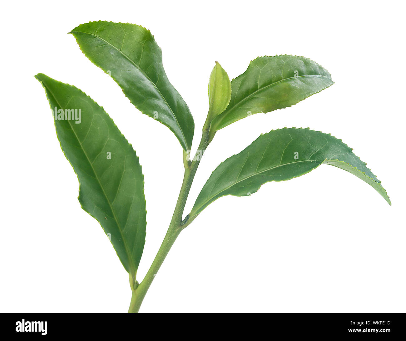 Fresh tea leaf Cut Out Stock Images & Pictures - Alamy