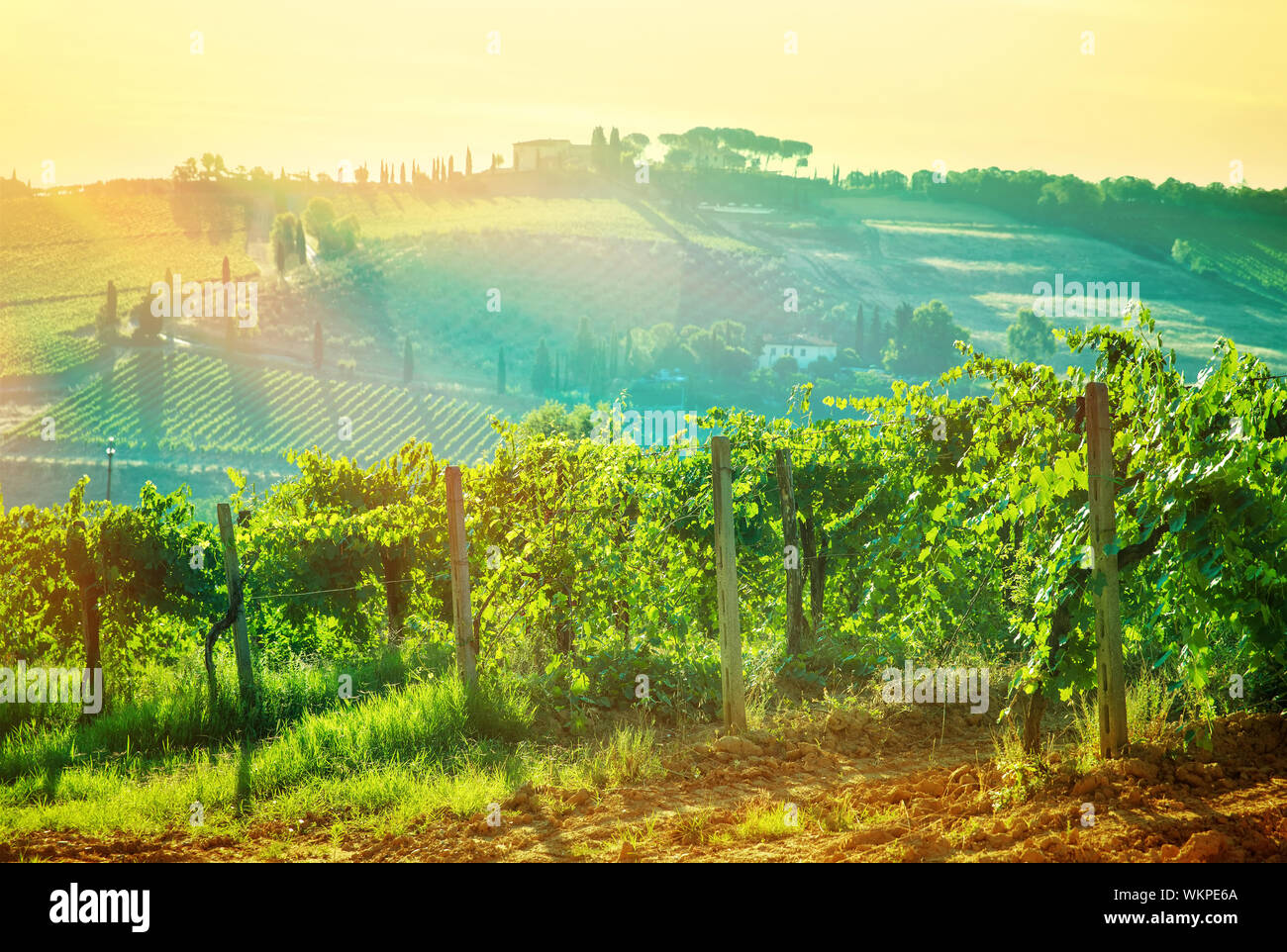 Beautiful landscape, grape valley in mild sunset light, growing ...