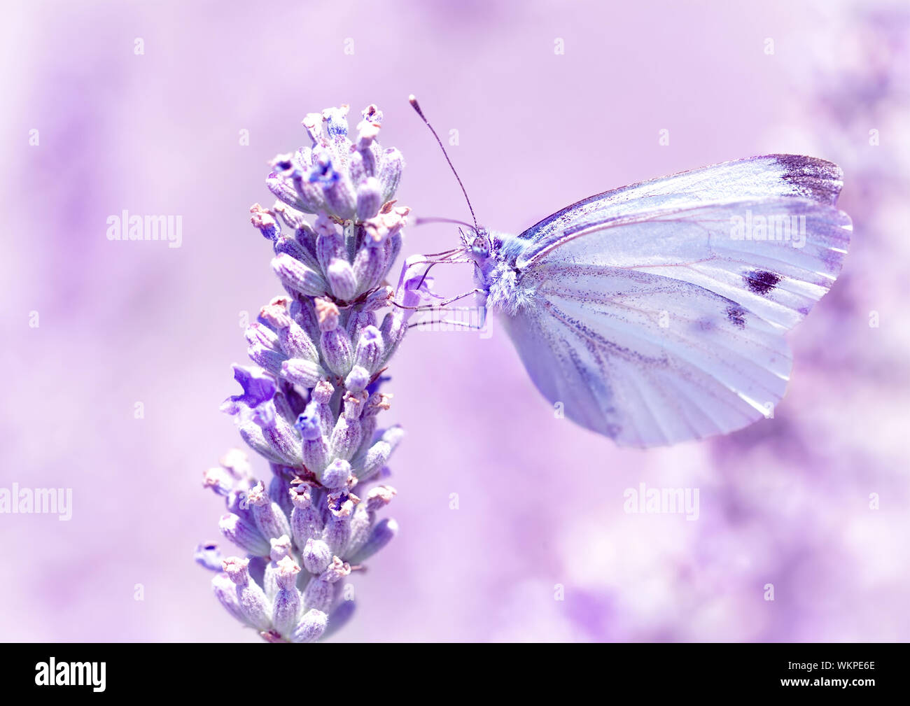 Gentle butterfly with light purple wings sitting on lavender flower ...