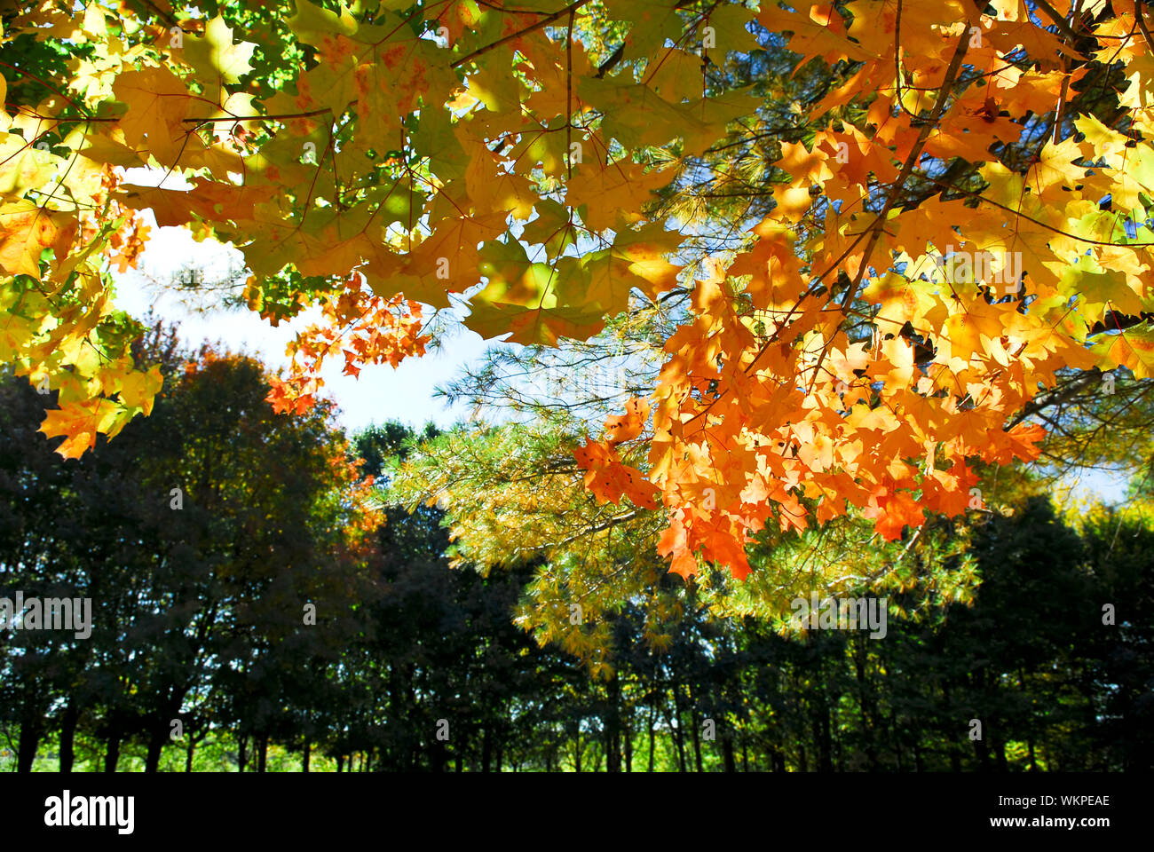 Branches of colorful autumn maple trees in fall park Stock Photo - Alamy
