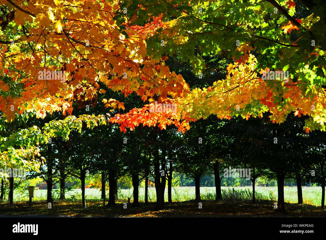 Branches of colorful autumn maple trees in fall park Stock Photo - Alamy