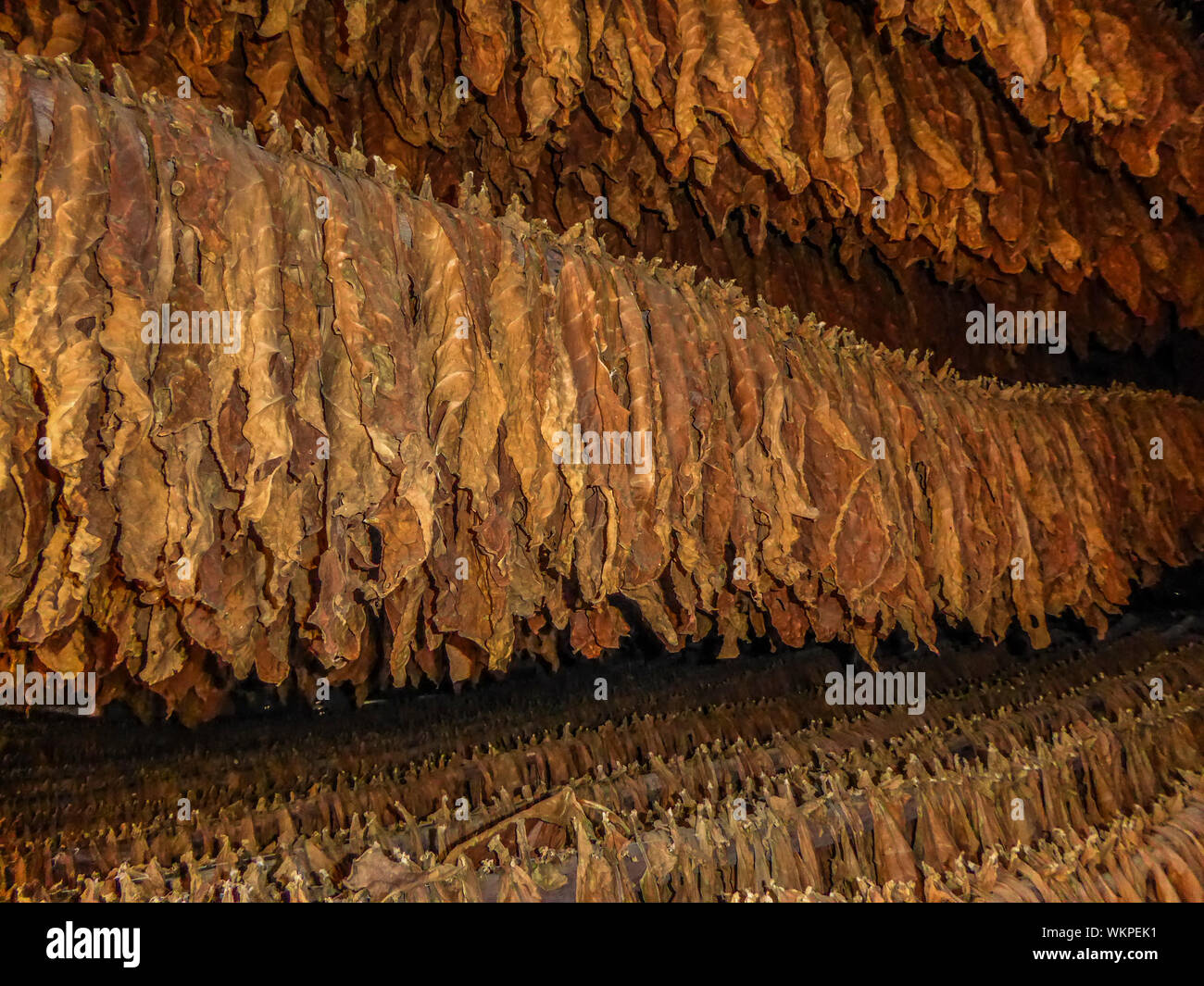 Tobacco drying barn hi-res stock photography and images - Alamy