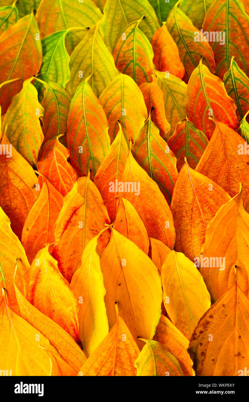 Colorful fall background of arranged autumn leaves Stock Photo - Alamy
