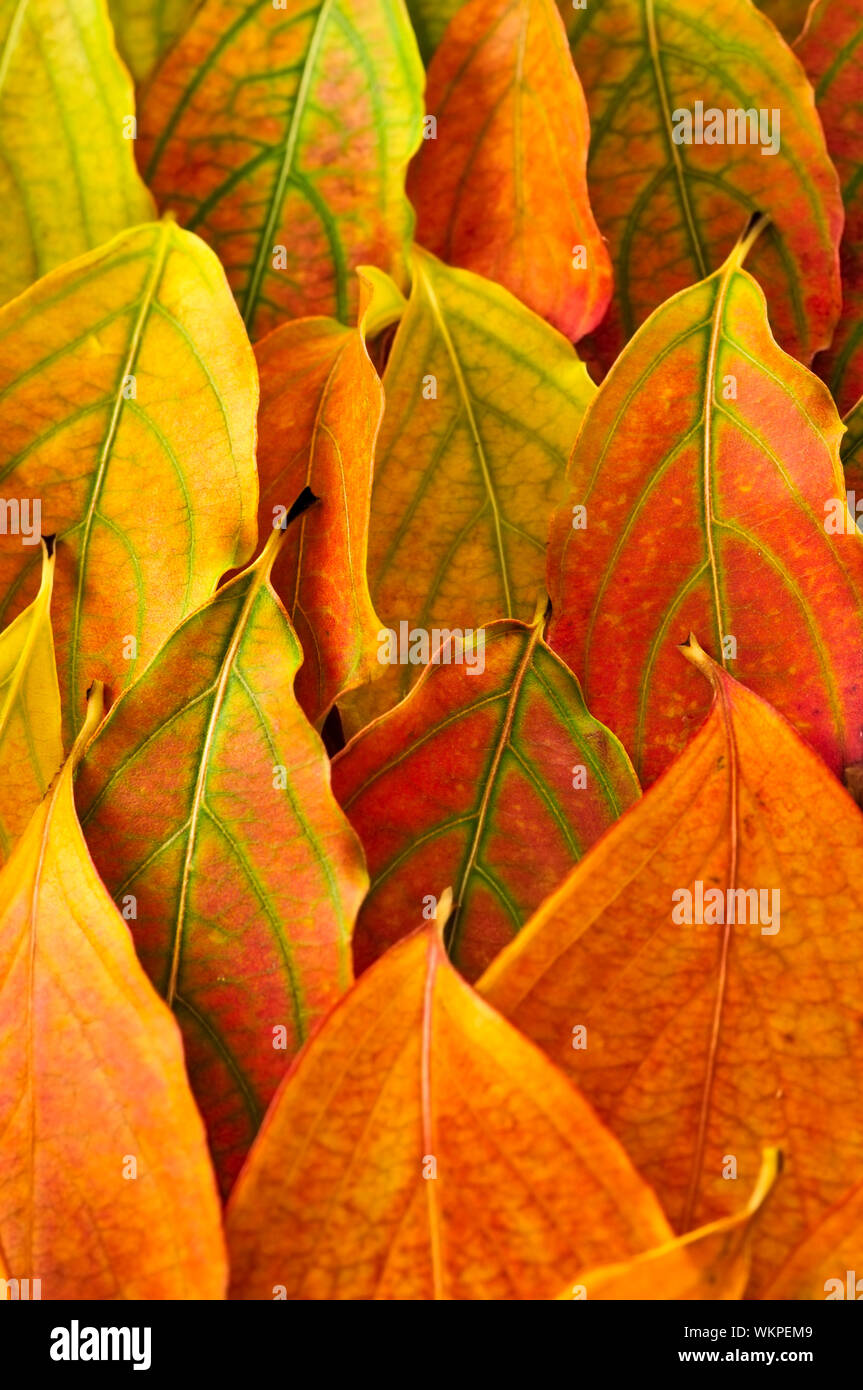 Colorful fall background of arranged autumn leaves Stock Photo - Alamy