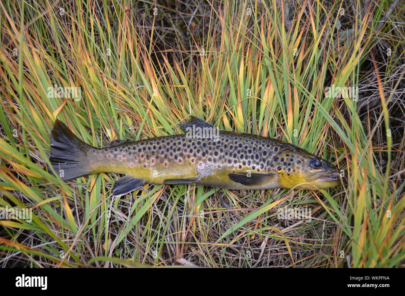 Spotted Trout High Resolution Stock Photography and Images - Alamy