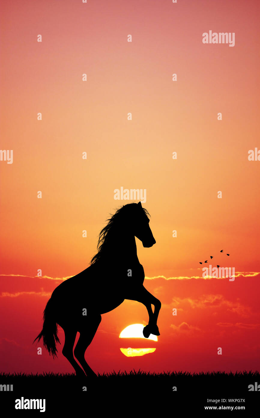 Horse Galloping Sunset High Resolution Stock Photography and Images - Alamy