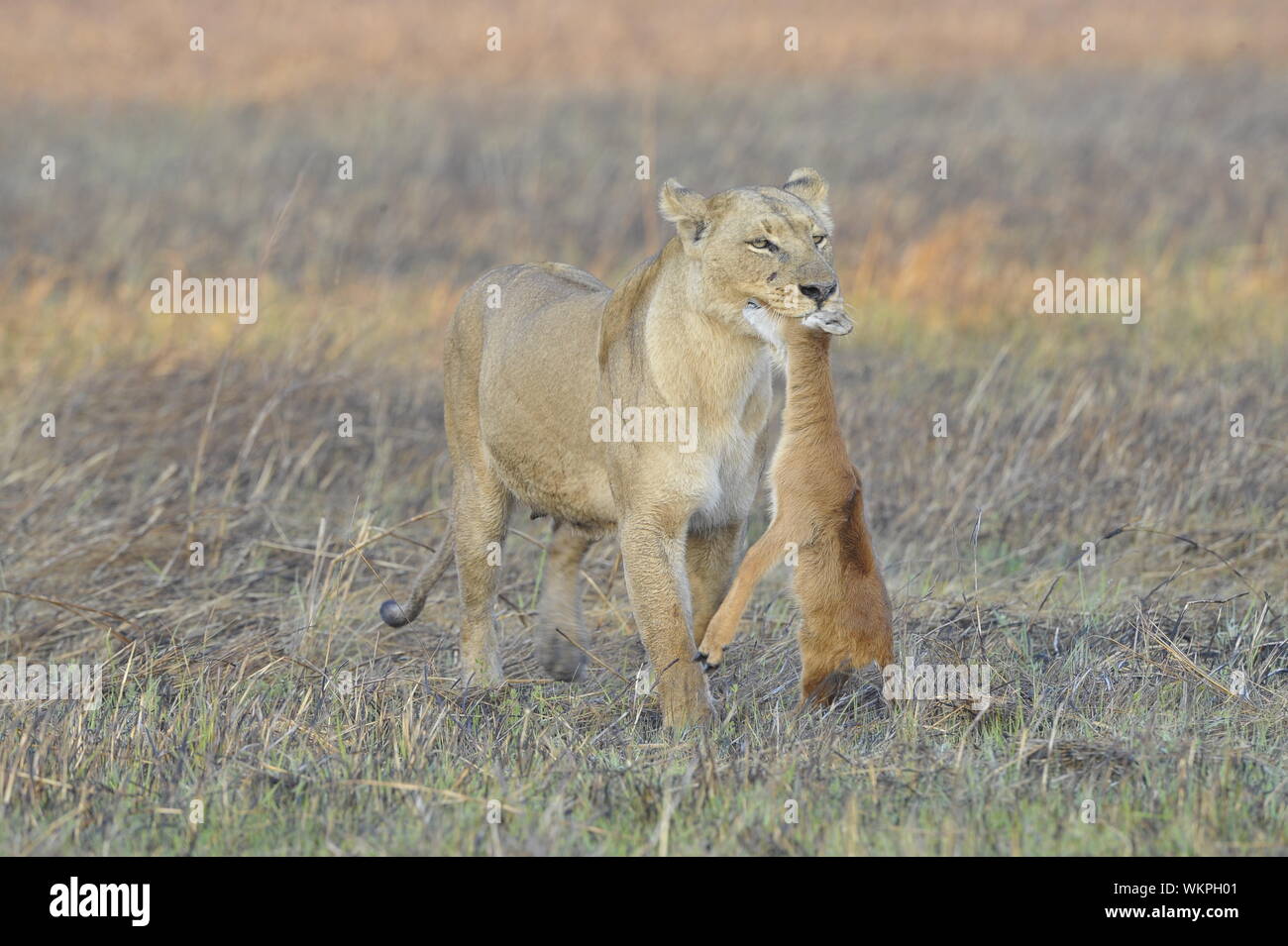 A lioness with new-born antelope prey. The lioness goes on savanna and ...