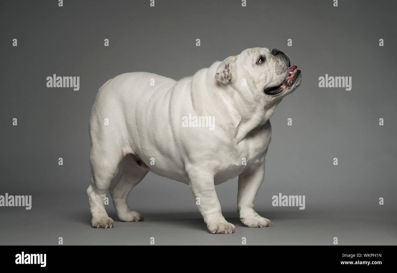 English bulldog standing side view hi-res stock photography and images ...