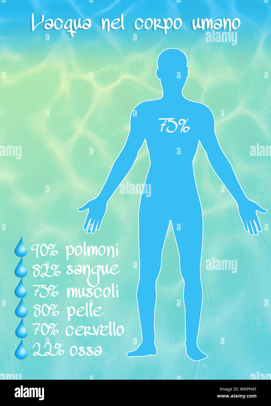 the water in the human body Stock Photo - Alamy