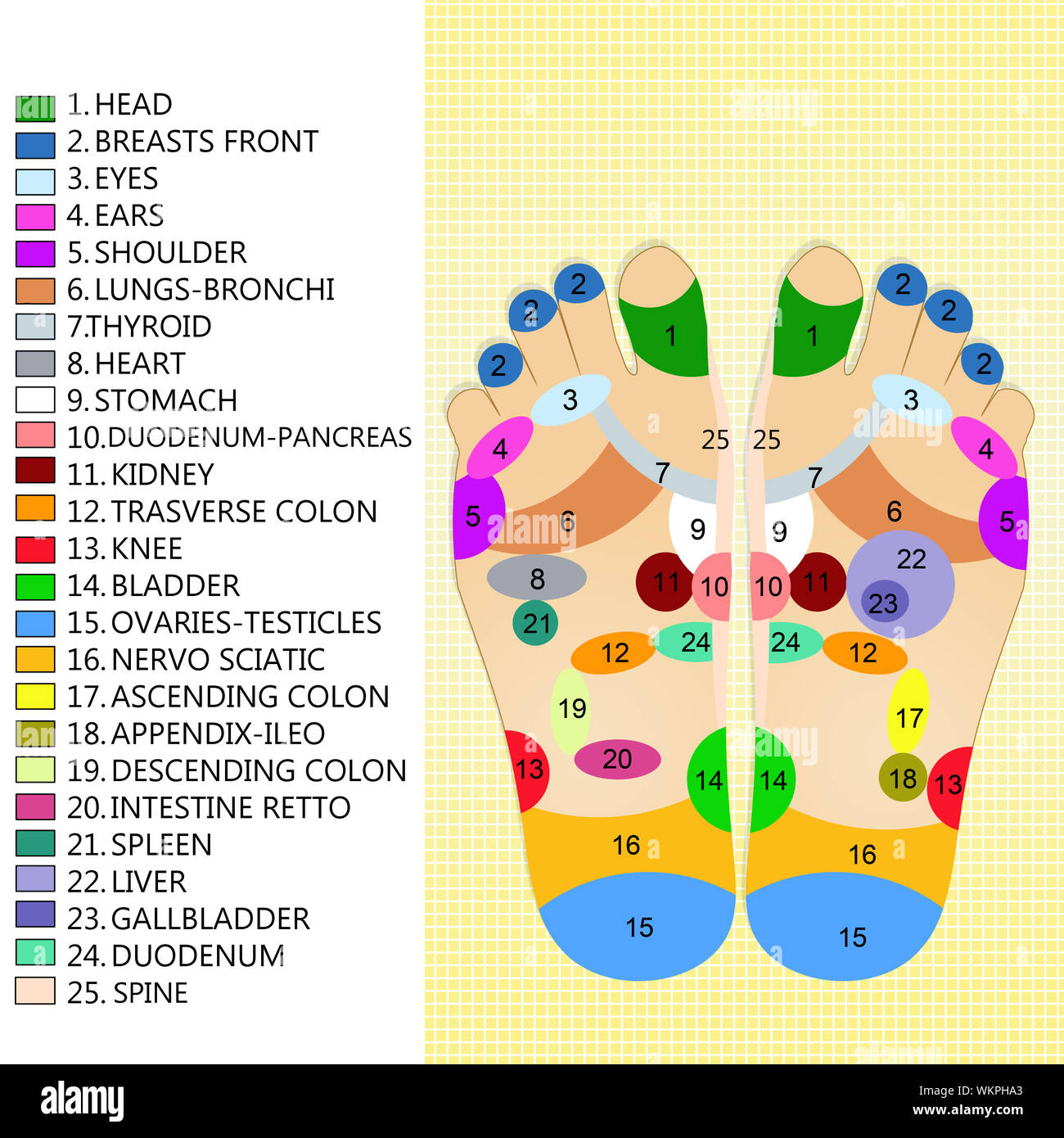 Transverse Colon Stock Photos & Transverse Colon Stock Images - Alamy