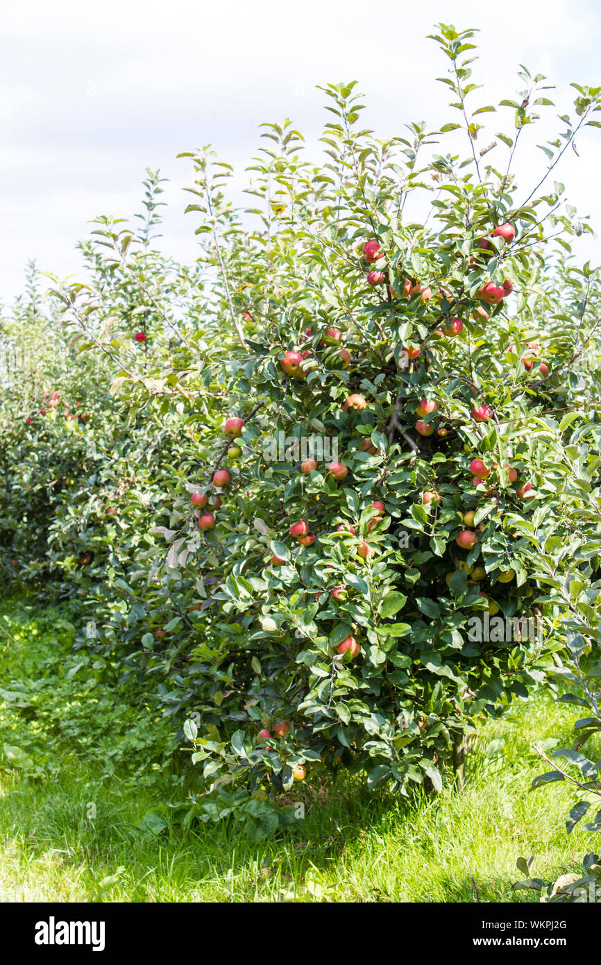 Red apples on apple tree branch Stock Photo - Alamy