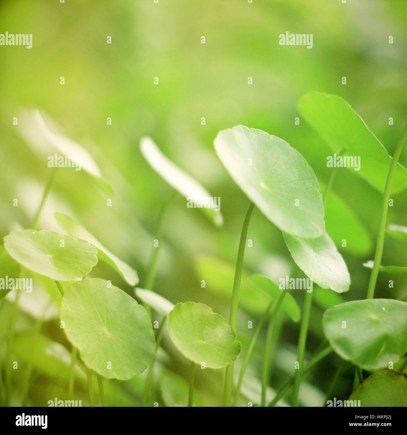 Green plant with retro filter effect Stock Photo - Alamy