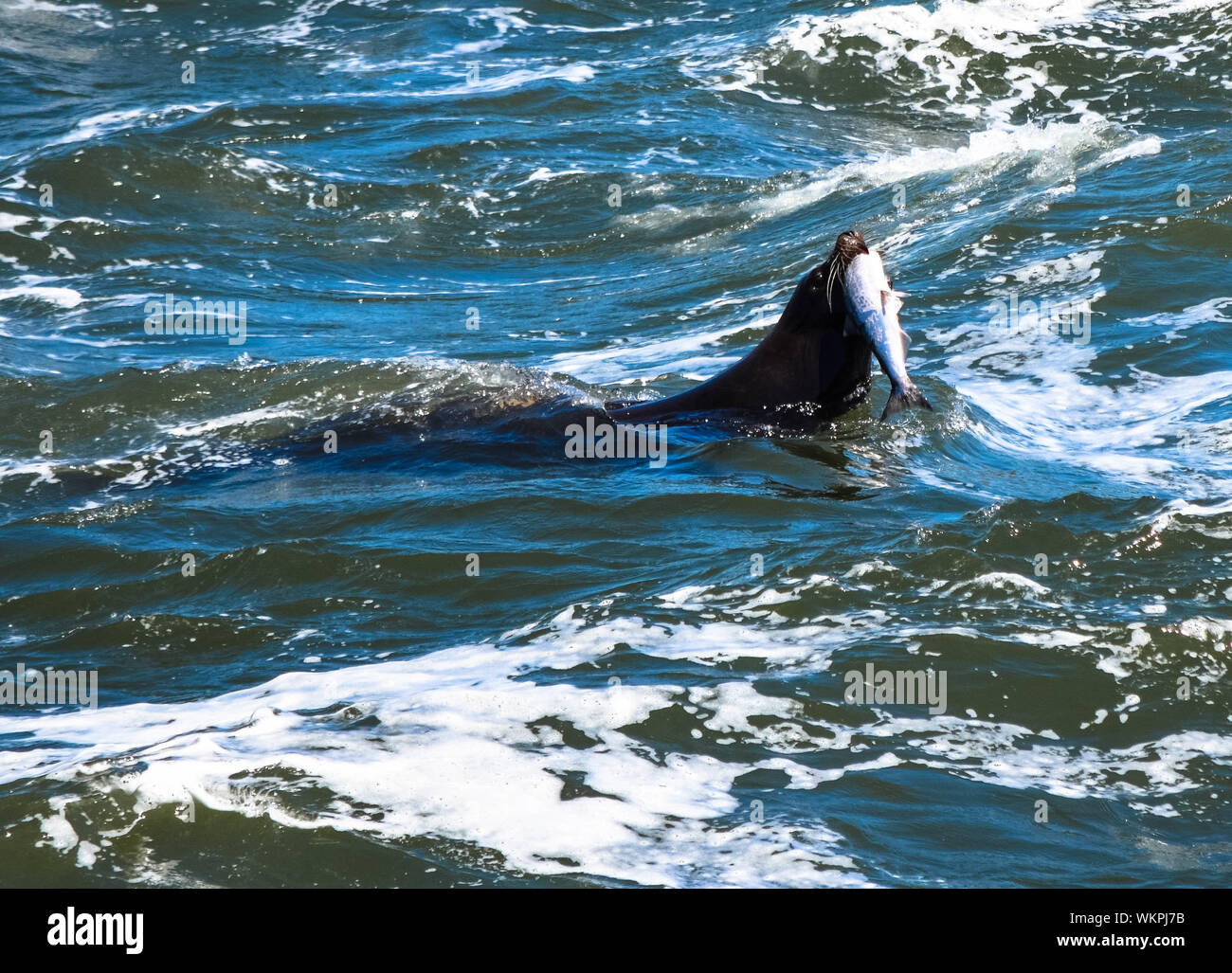 Catching fish in river hi-res stock photography and images - Alamy