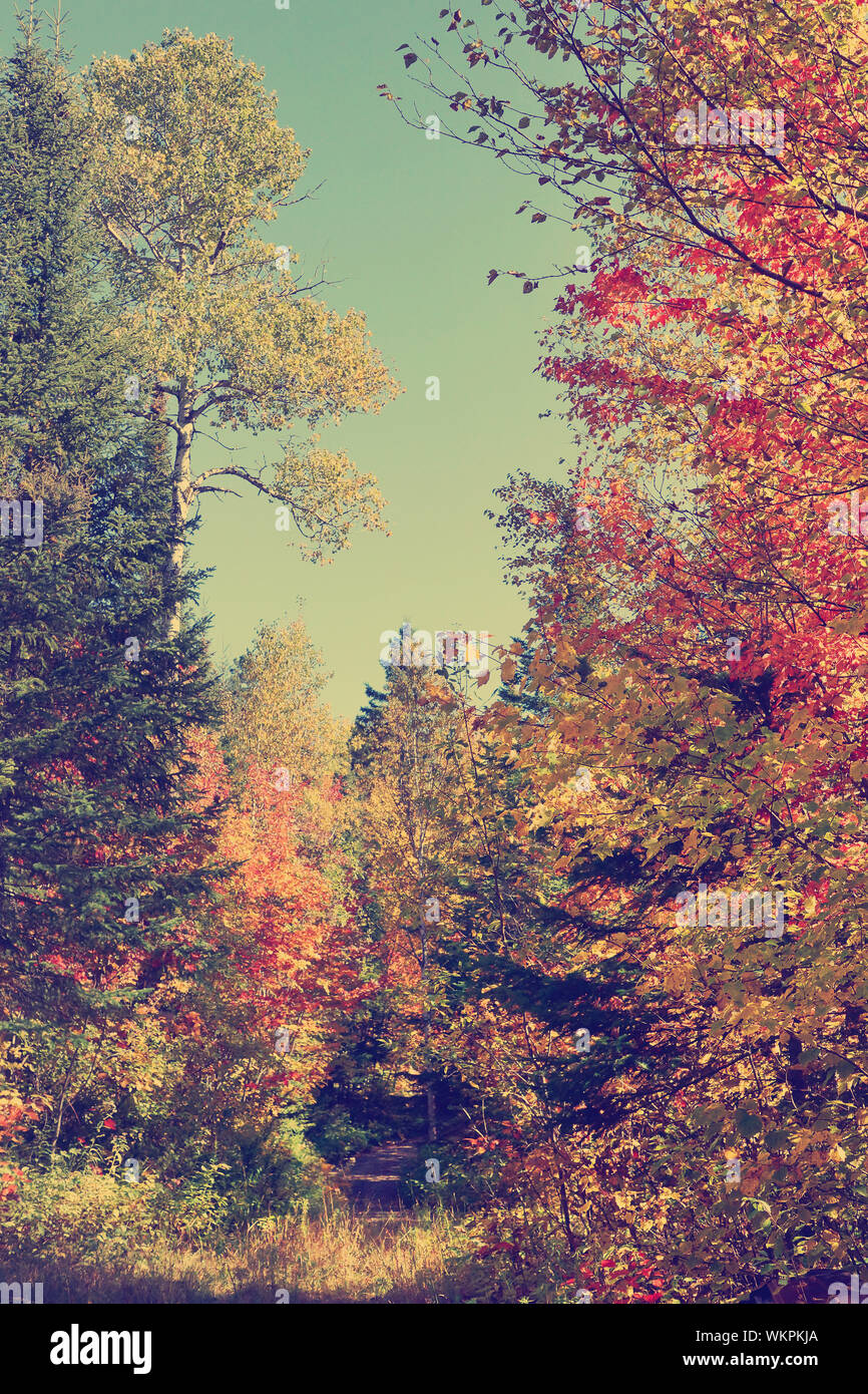 Vintage Autumn Photography