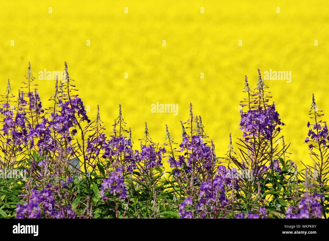 Lythrum salicaria road hi-res stock photography and images - Alamy