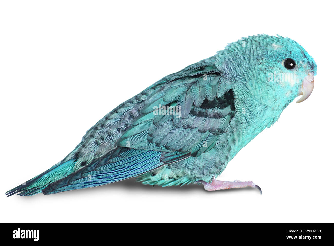 Female lineolated parakeet, Bolborhyncus lineola, blue form, isolated ...