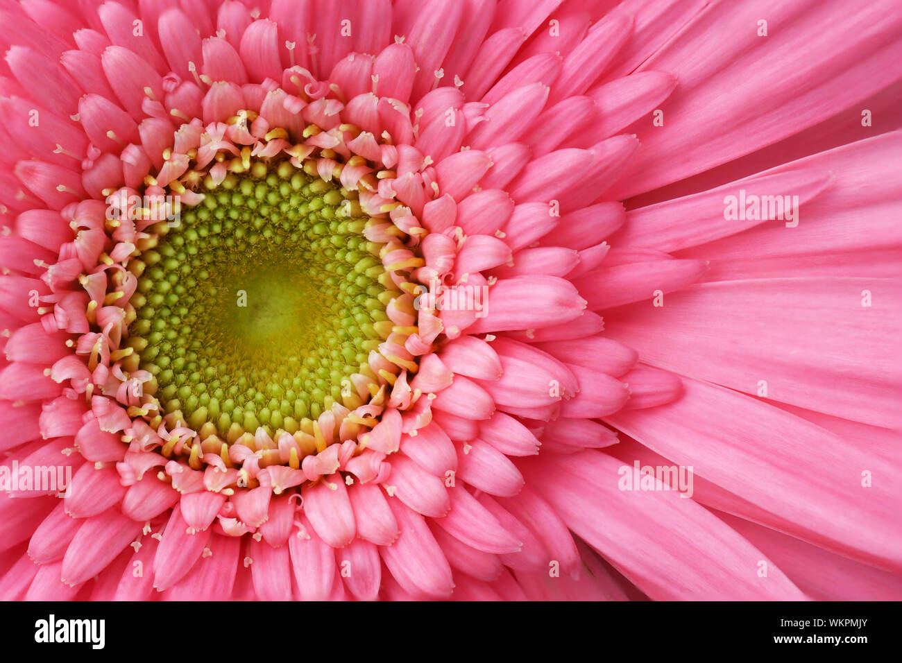 Macro of beautiful pink gerbera daisy flower, stacked focus Stock Photo ...
