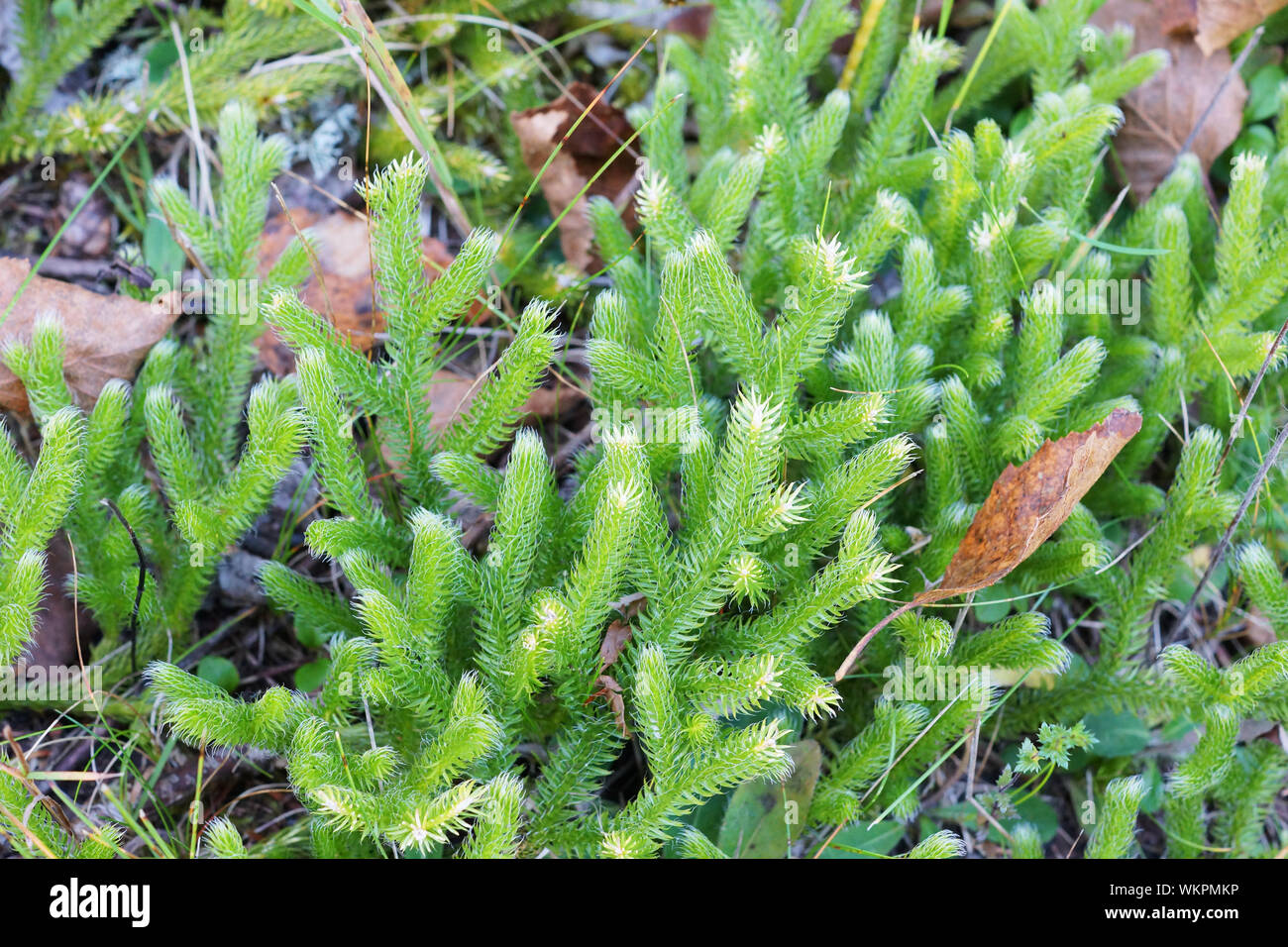 Club Moss Trailing