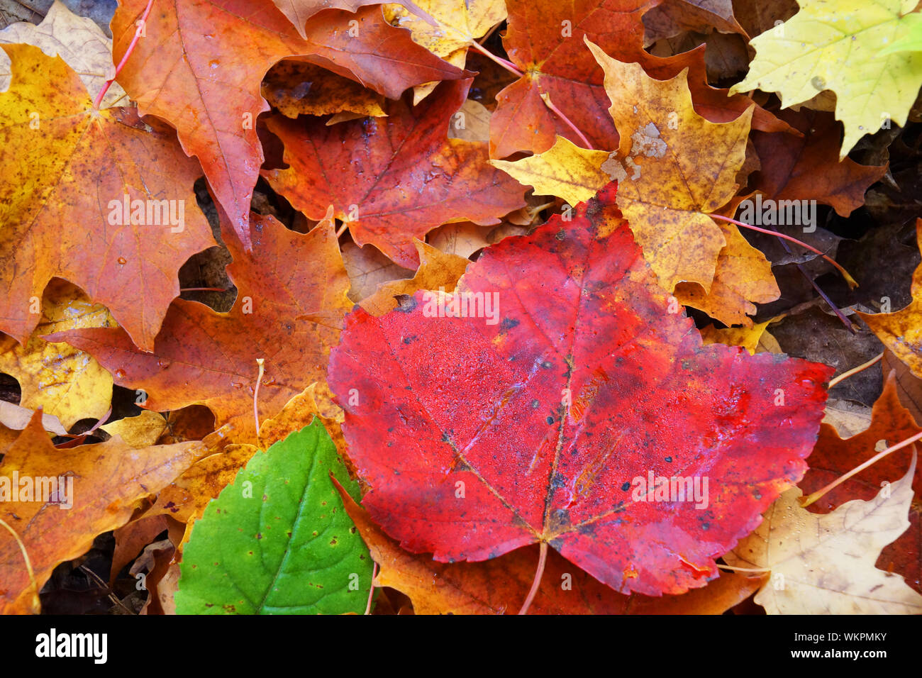 Red maple leaf on multicolor forest floor, great nature background ...
