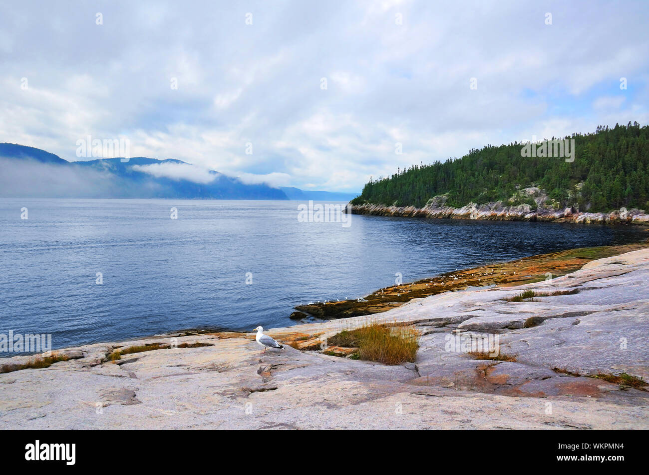 Beautiful coastline with gulls and misty high mountains, Tadoussac ...