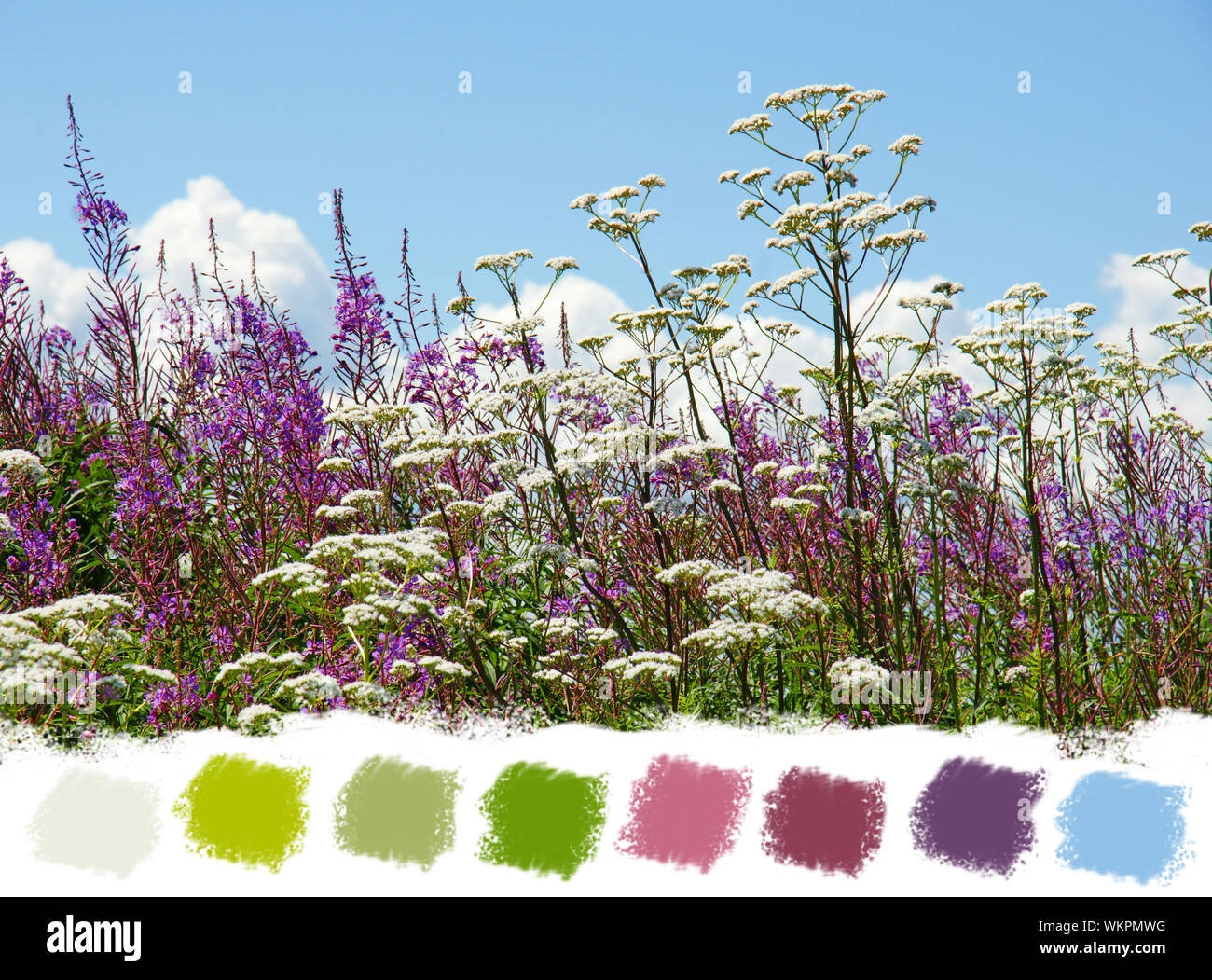 Beautiful purple fireweed and white valerian wildflowers color palette ...