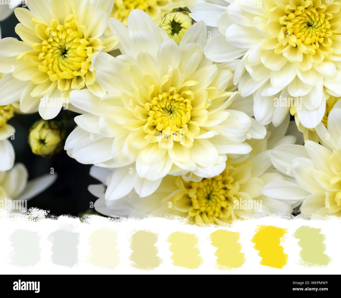 White and yellow mums flowers, beautiful and soft color palette Stock ...