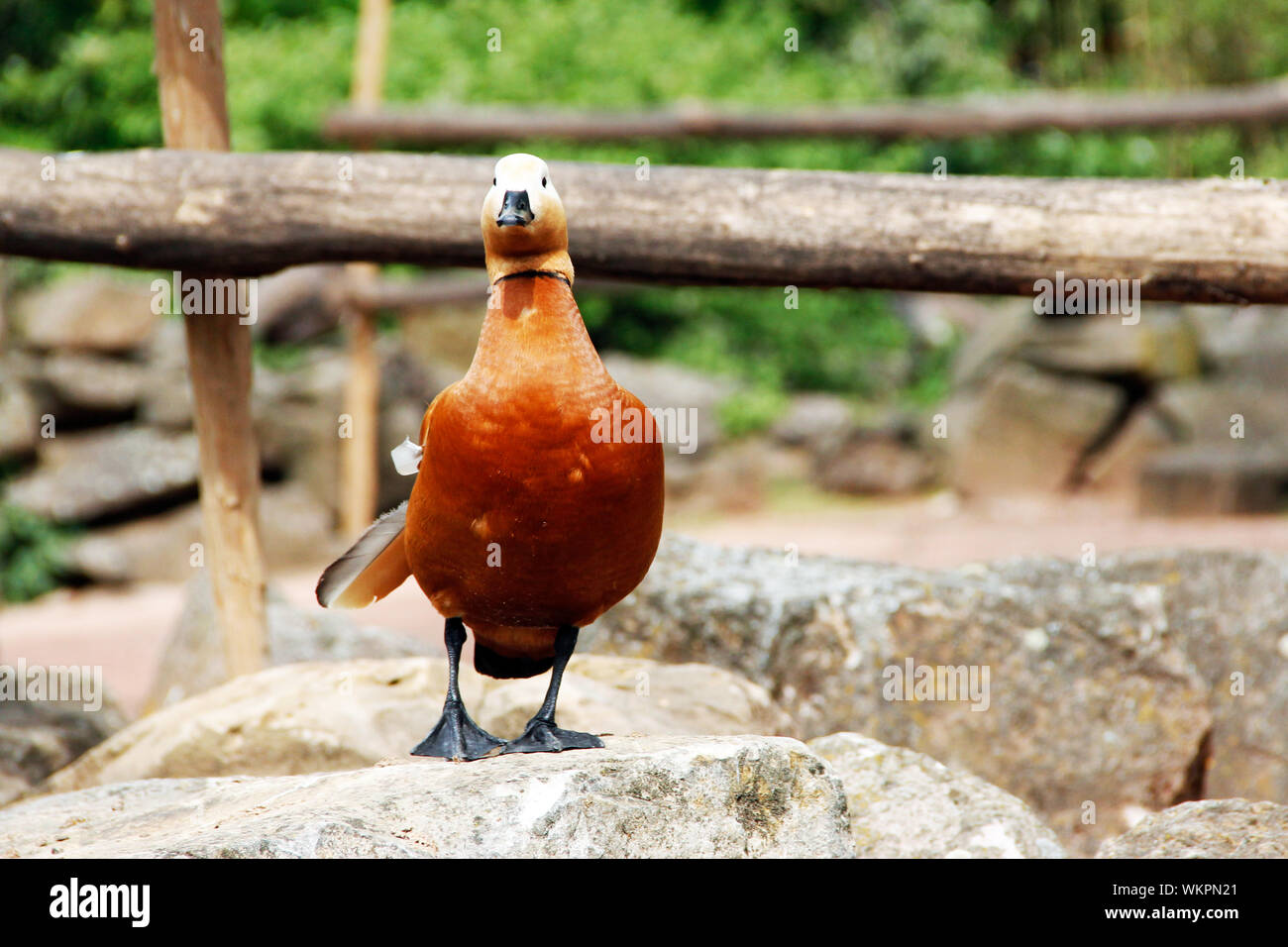 Body coloring hi-res stock photography and images - Alamy
