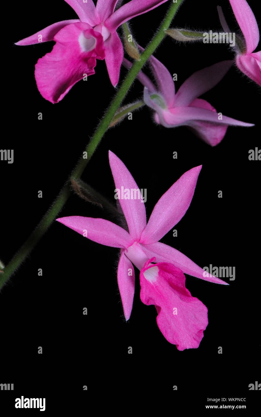 Pink ground orchid, Calanthe rosea, native specie terrestrial orchid in ...